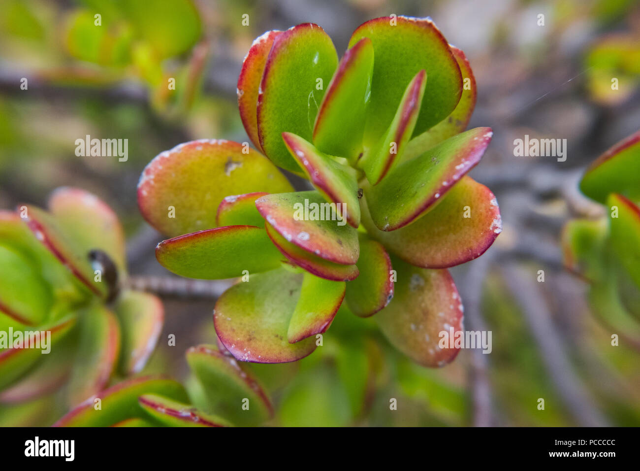 Nature wallpaper background of fat plant. Close-up texture photo. No ...