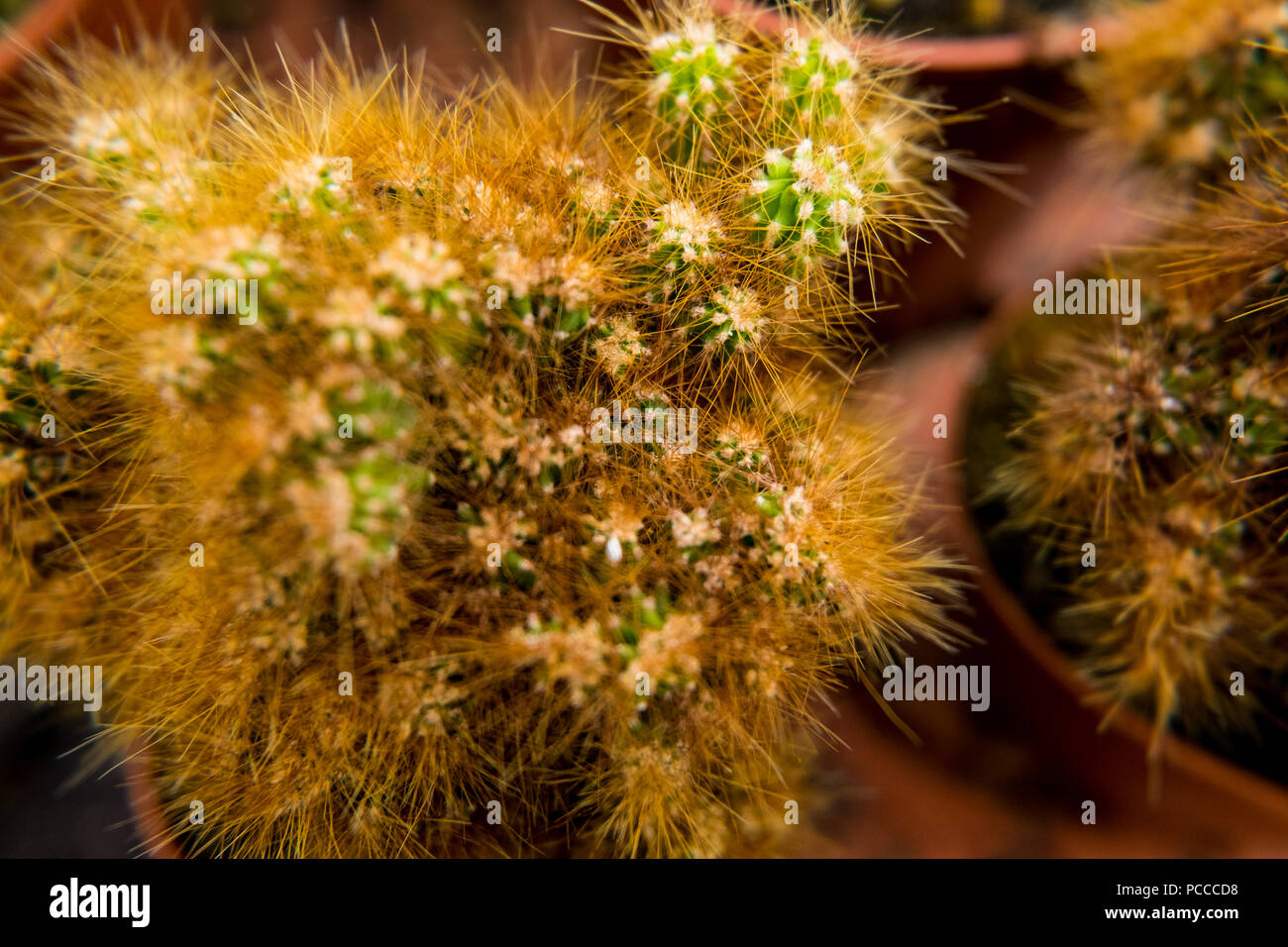 Nature wallpaper background of fat plant. Close-up texture photo. No ...
