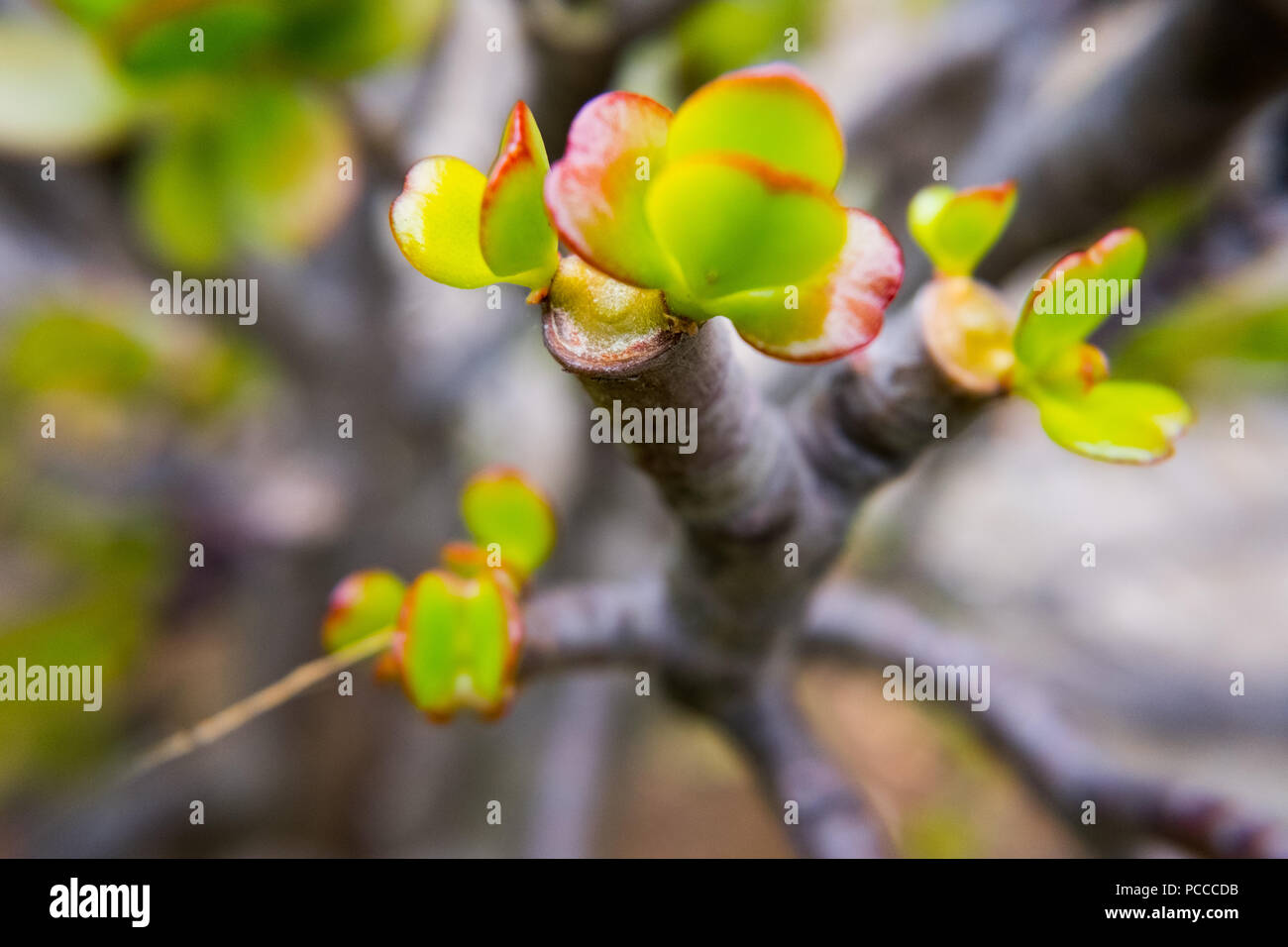 Nature wallpaper background of fat plant. Close-up texture photo. No ...