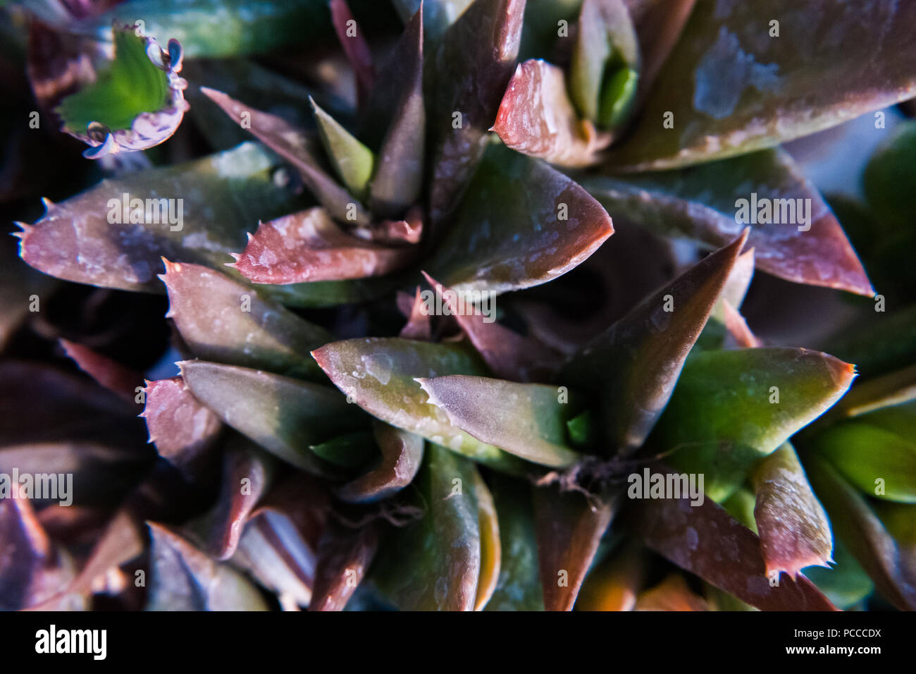 Nature wallpaper background of fat plant. Close-up texture photo. No ...