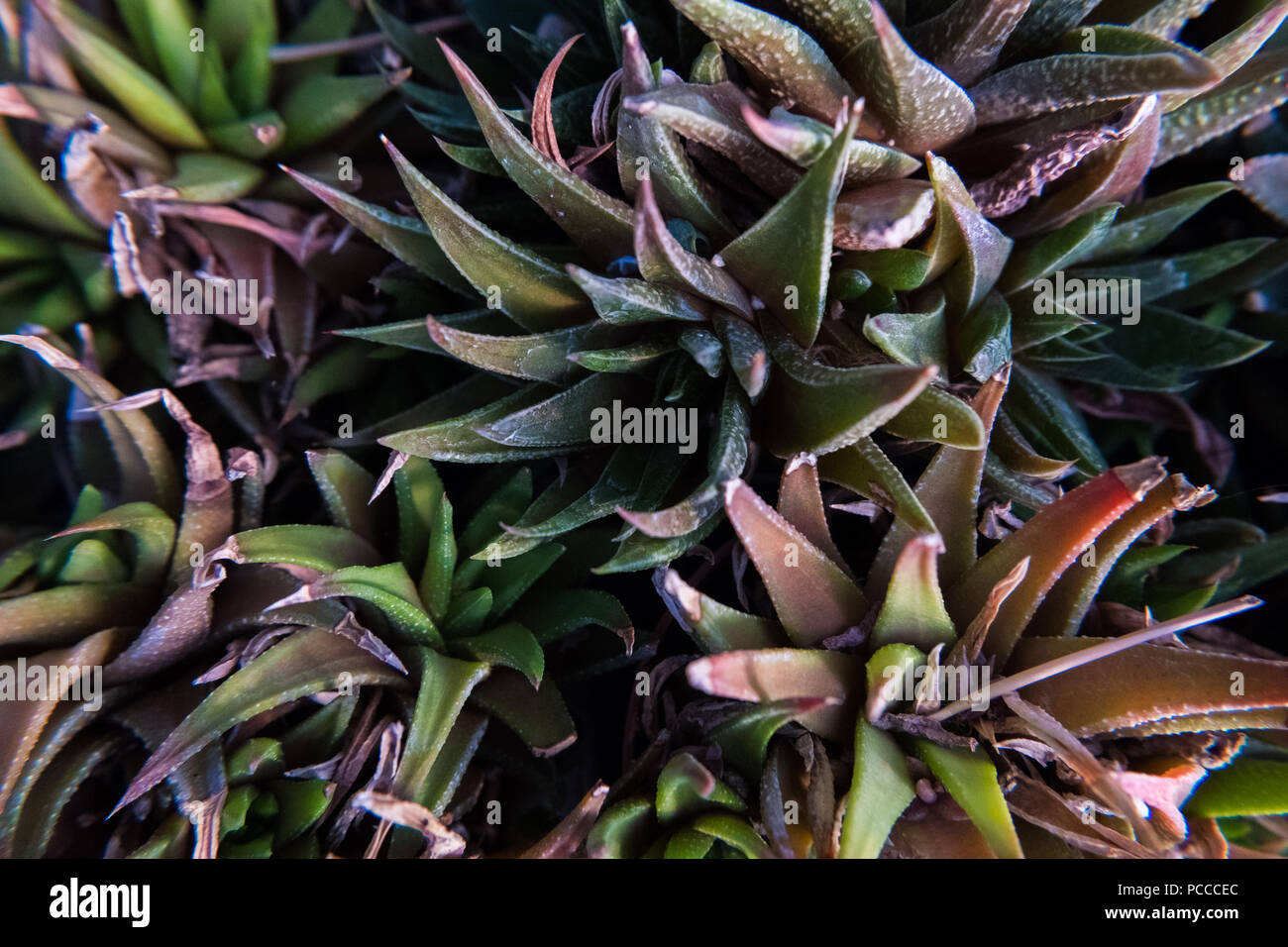 Nature wallpaper background of fat plant. Close-up texture photo. No ...