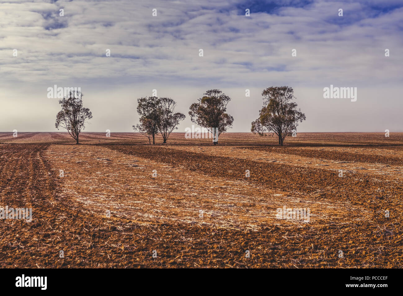 Four trees growing in the middle of plowed field in South Australia ...