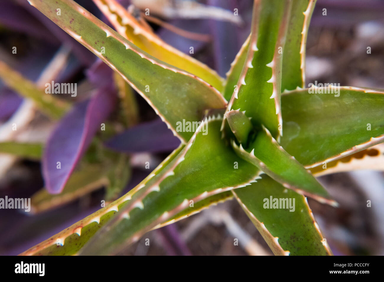 Nature wallpaper background of fat plant. Close-up texture photo. No ...