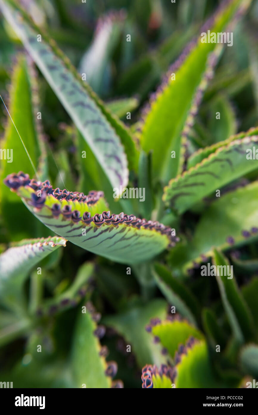 Nature vertical photo of fat plant. Close-up texture photo. No people ...