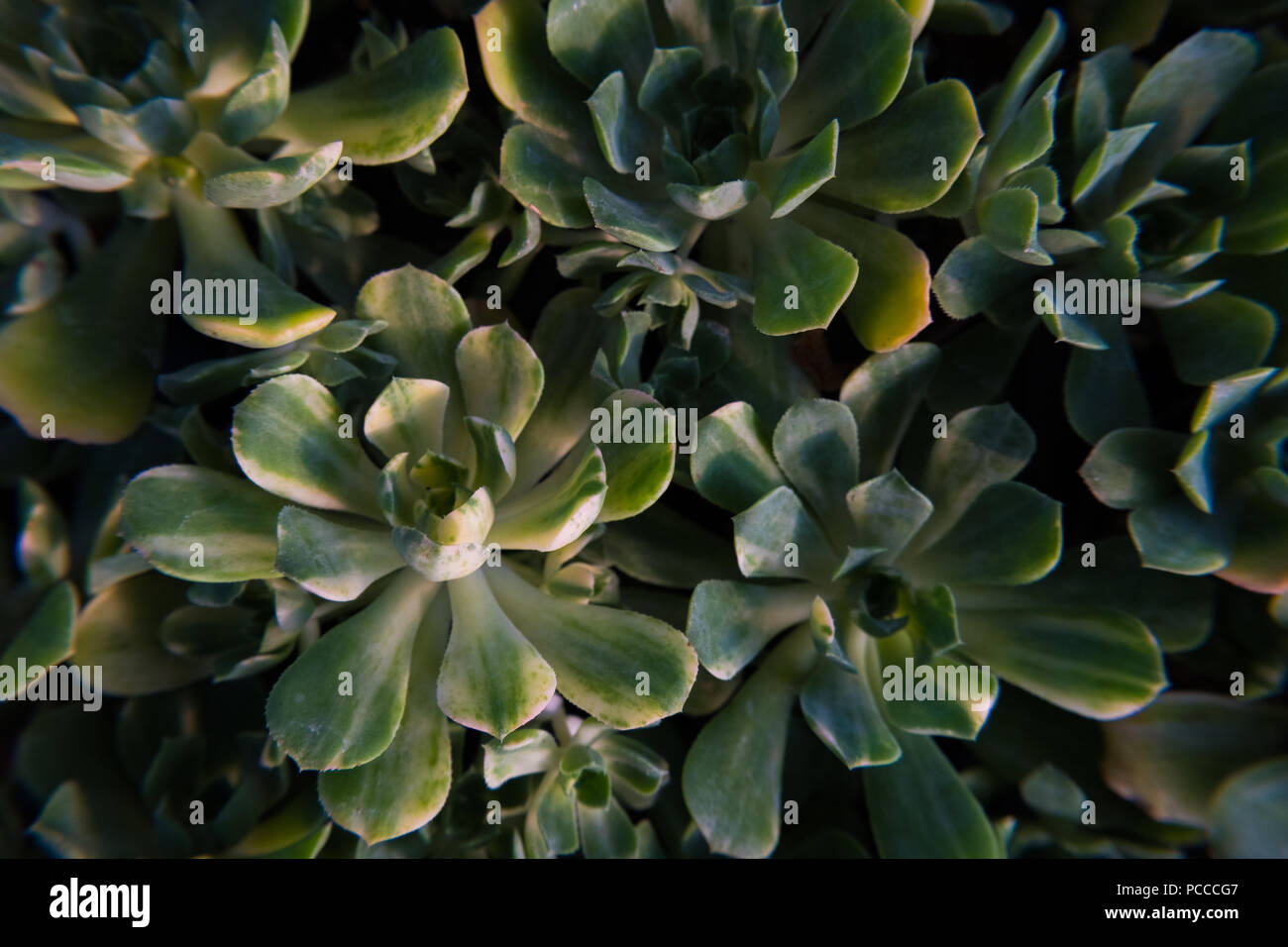Nature wallpaper background of fat plant. Close-up texture photo. No ...
