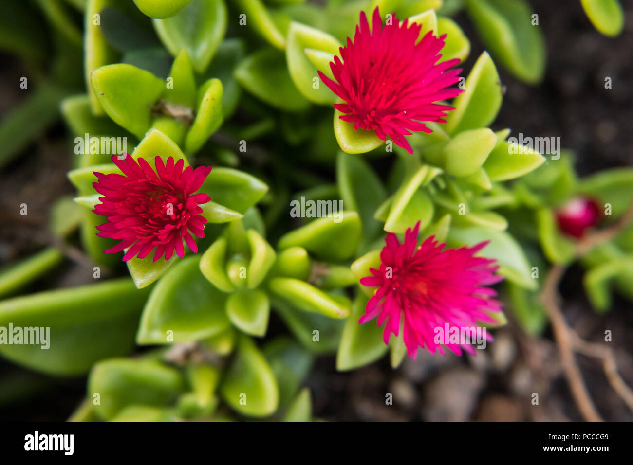 Nature wallpaper background of fat plant. Close-up texture photo. No ...