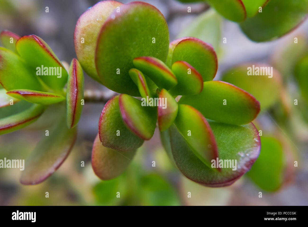 Nature wallpaper background of fat plant. Close-up texture photo. No ...