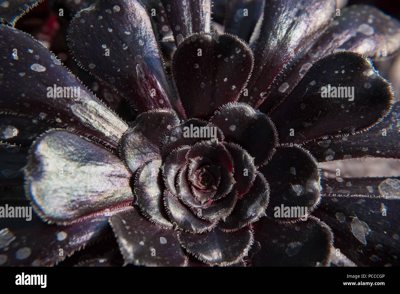 Nature wallpaper background of fat plant. Close-up texture photo. No ...