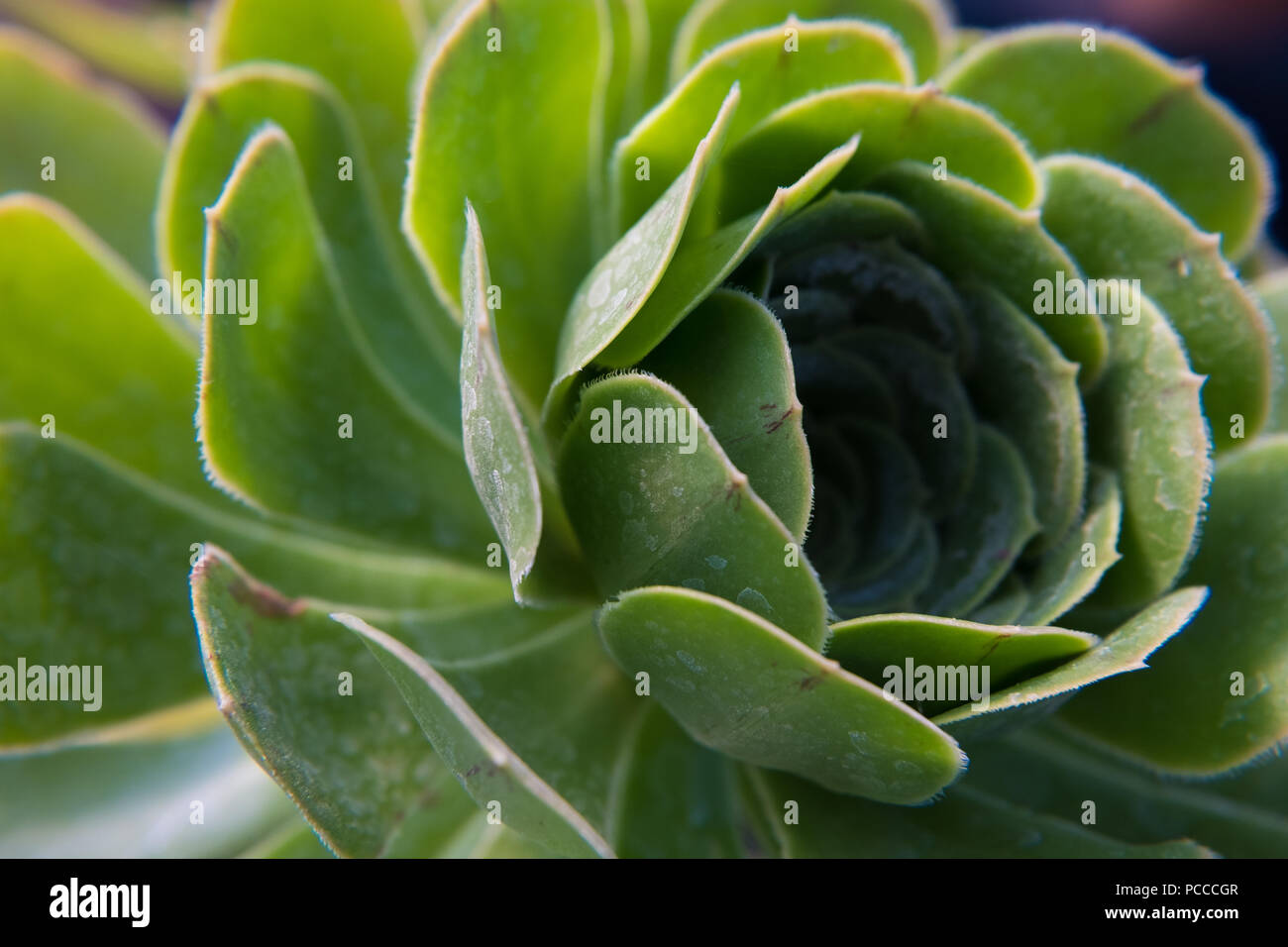 Nature wallpaper background of fat plant. Close-up texture photo. No ...