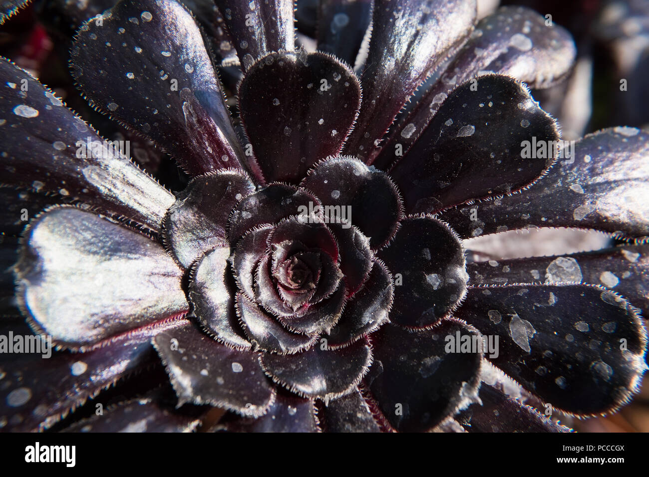 Nature wallpaper background of fat plant. Close-up texture photo. No ...