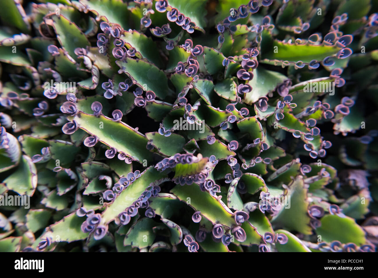 Nature wallpaper background of fat plant. Close-up texture photo. No ...
