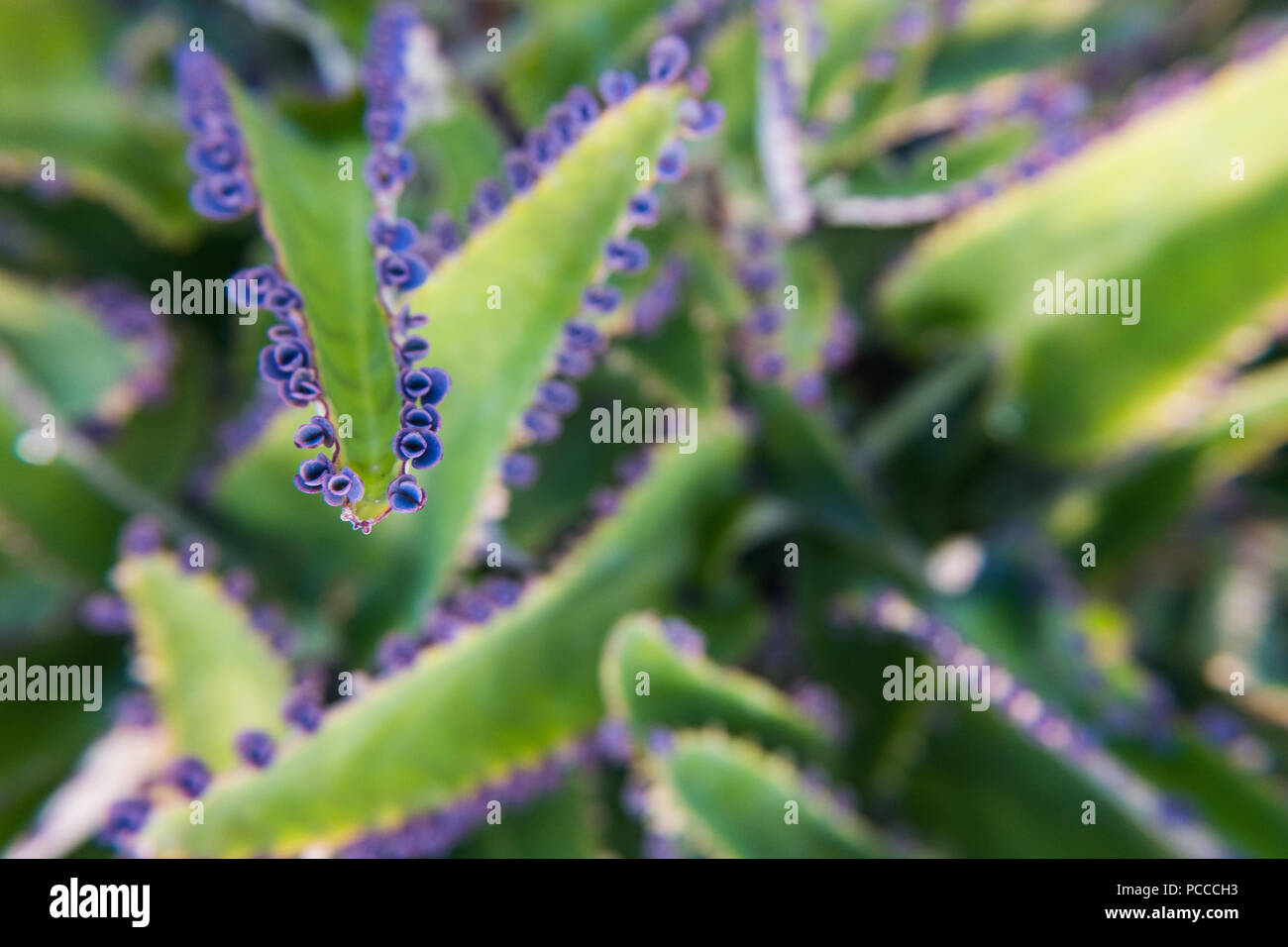 Nature wallpaper background of fat plant. Close-up texture photo. No ...