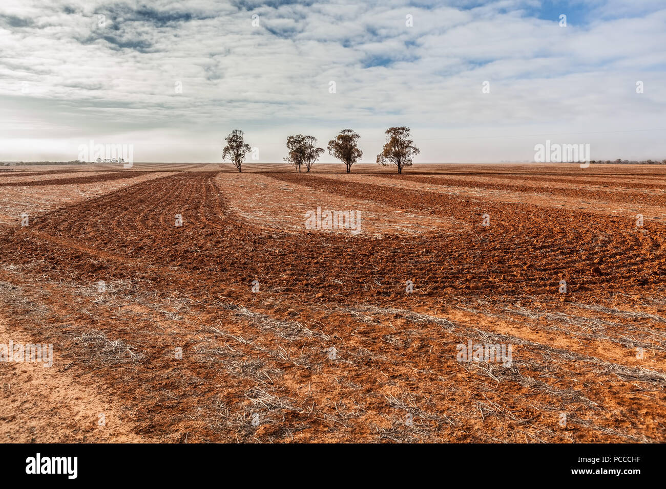 Trees growing in the middle of plowed field in Flinders Ranges, South ...