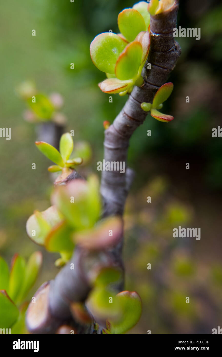 Nature vertical photo of fat plant. Close-up texture photo. No people ...