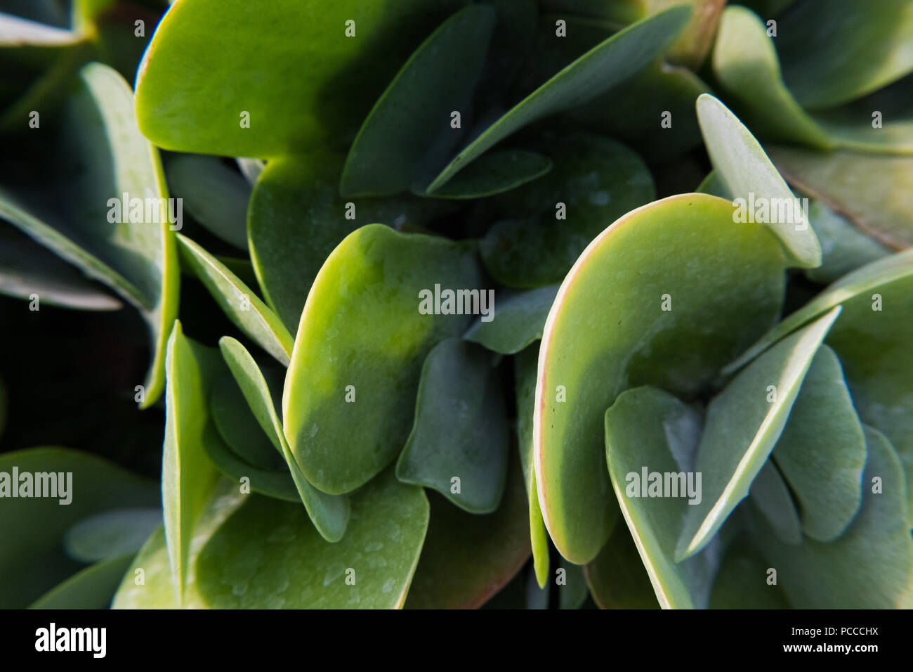 Nature wallpaper background of fat plant. Close-up texture photo. No ...