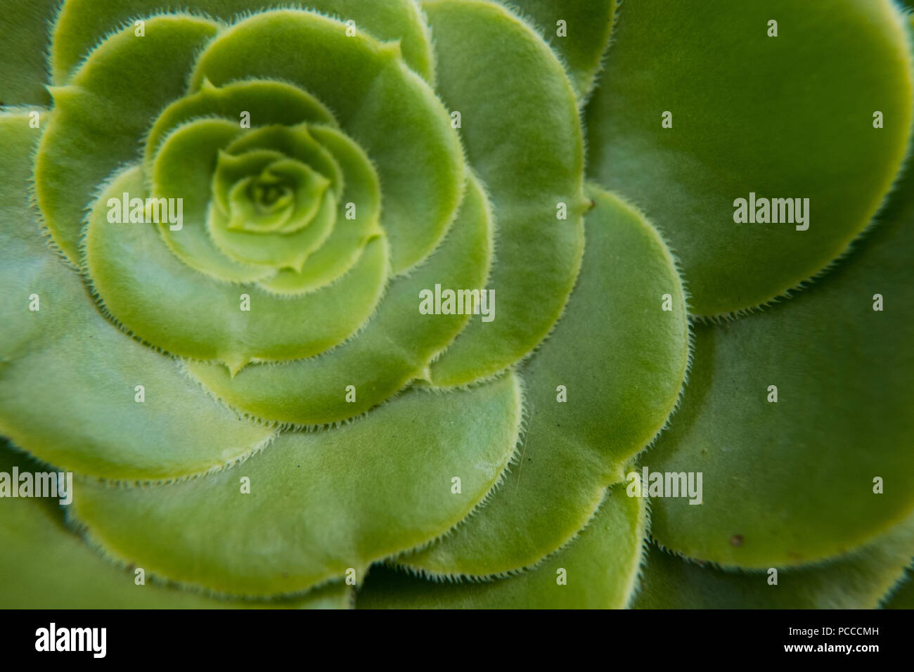 Nature wallpaper background of fat plant. Close-up texture photo. No ...