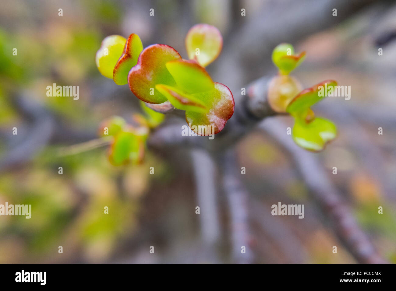 Nature wallpaper background of fat plant. Close-up texture photo. No ...