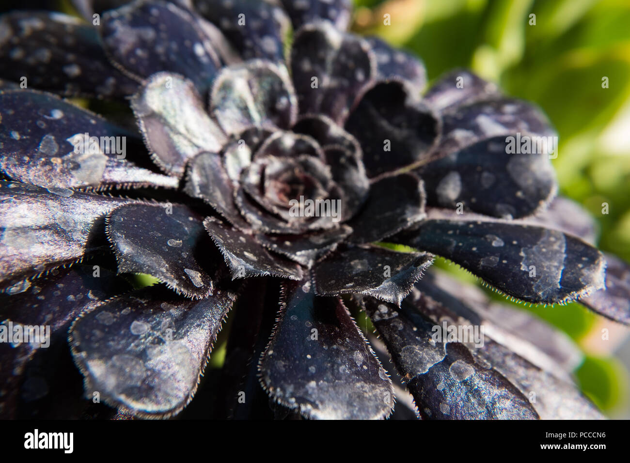 Nature wallpaper background of fat plant. Close-up texture photo. No ...