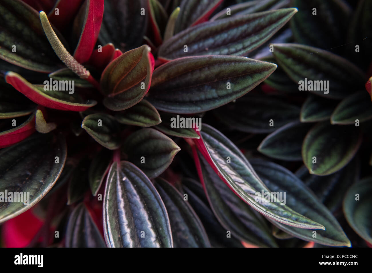 Nature wallpaper background of fat plant. Close-up texture photo. No ...