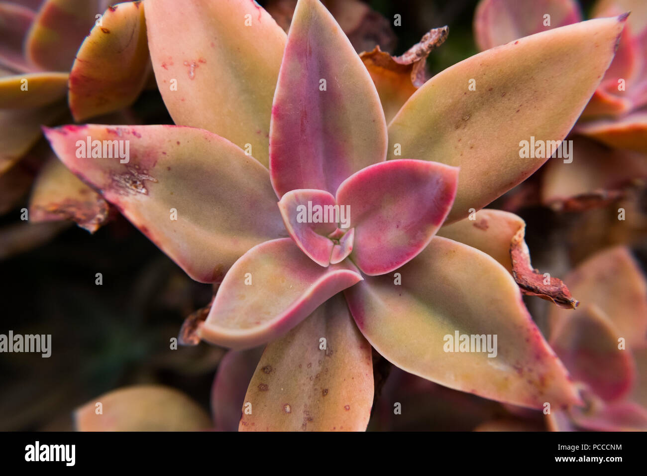 Nature wallpaper background of fat plant. Close-up texture photo. No ...