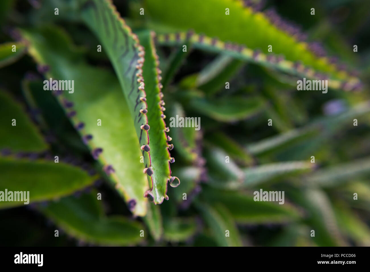 Nature wallpaper background of fat plant. Close-up texture photo. No ...