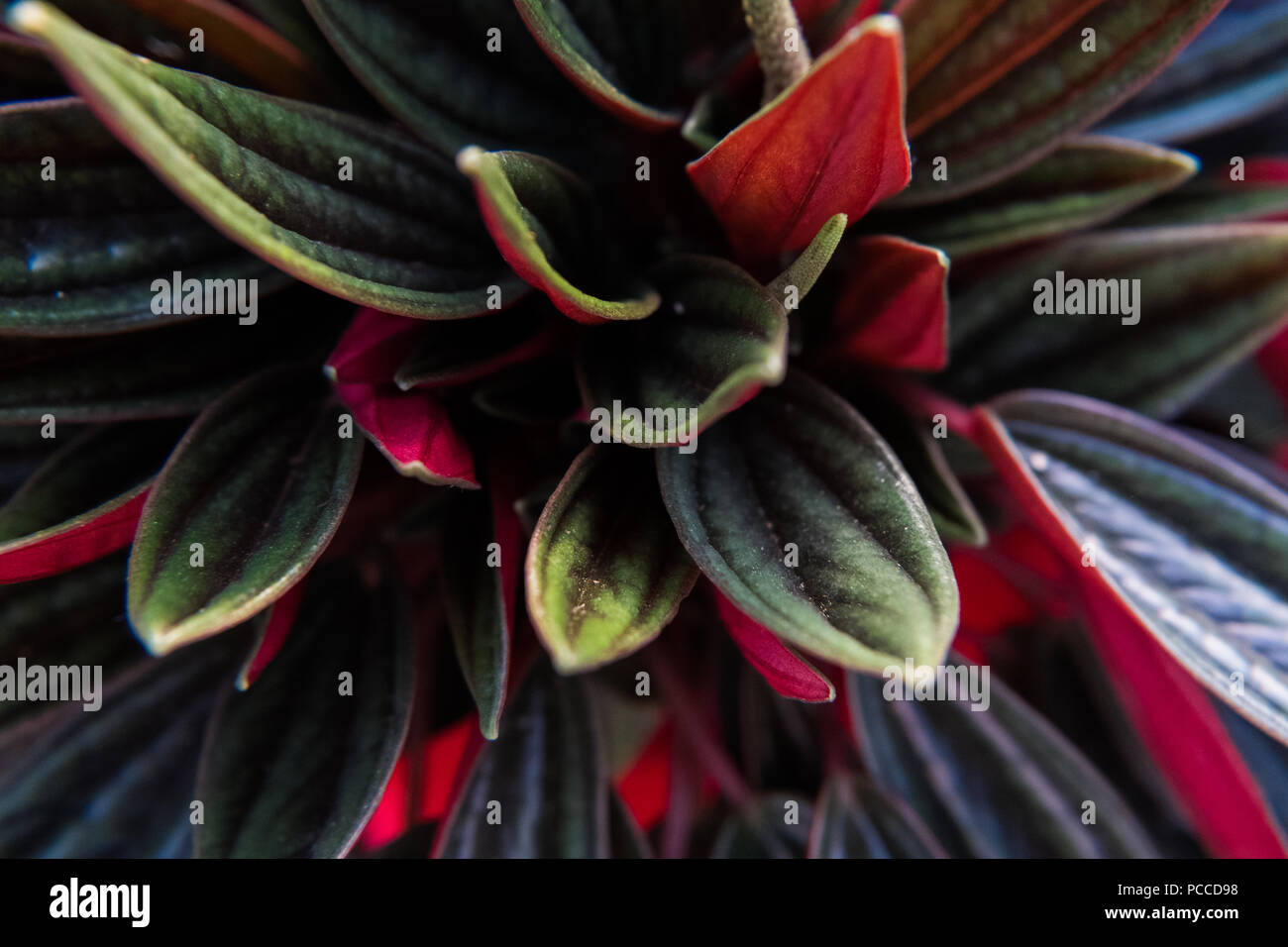 Nature wallpaper background of fat plant. Close-up texture photo. No ...