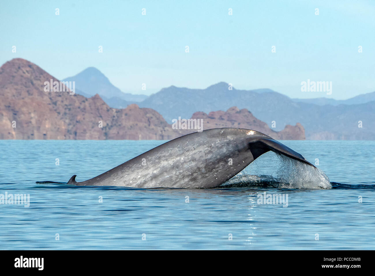 Blue Whale the biggest animal in the world 24 meters long Stock Photo ...