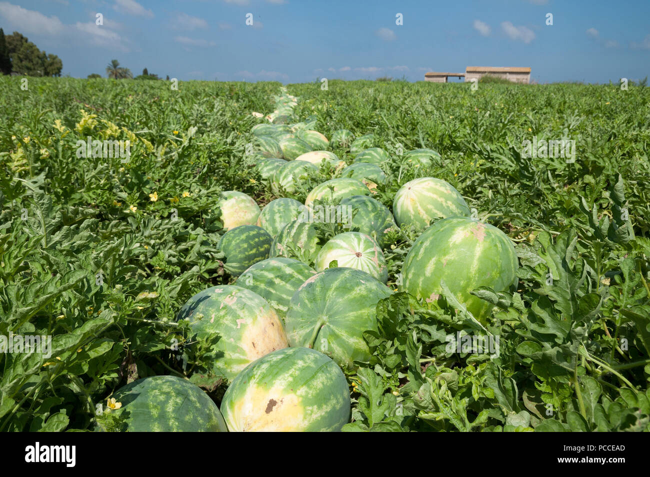 Watermelon field hi-res stock photography and images - Alamy