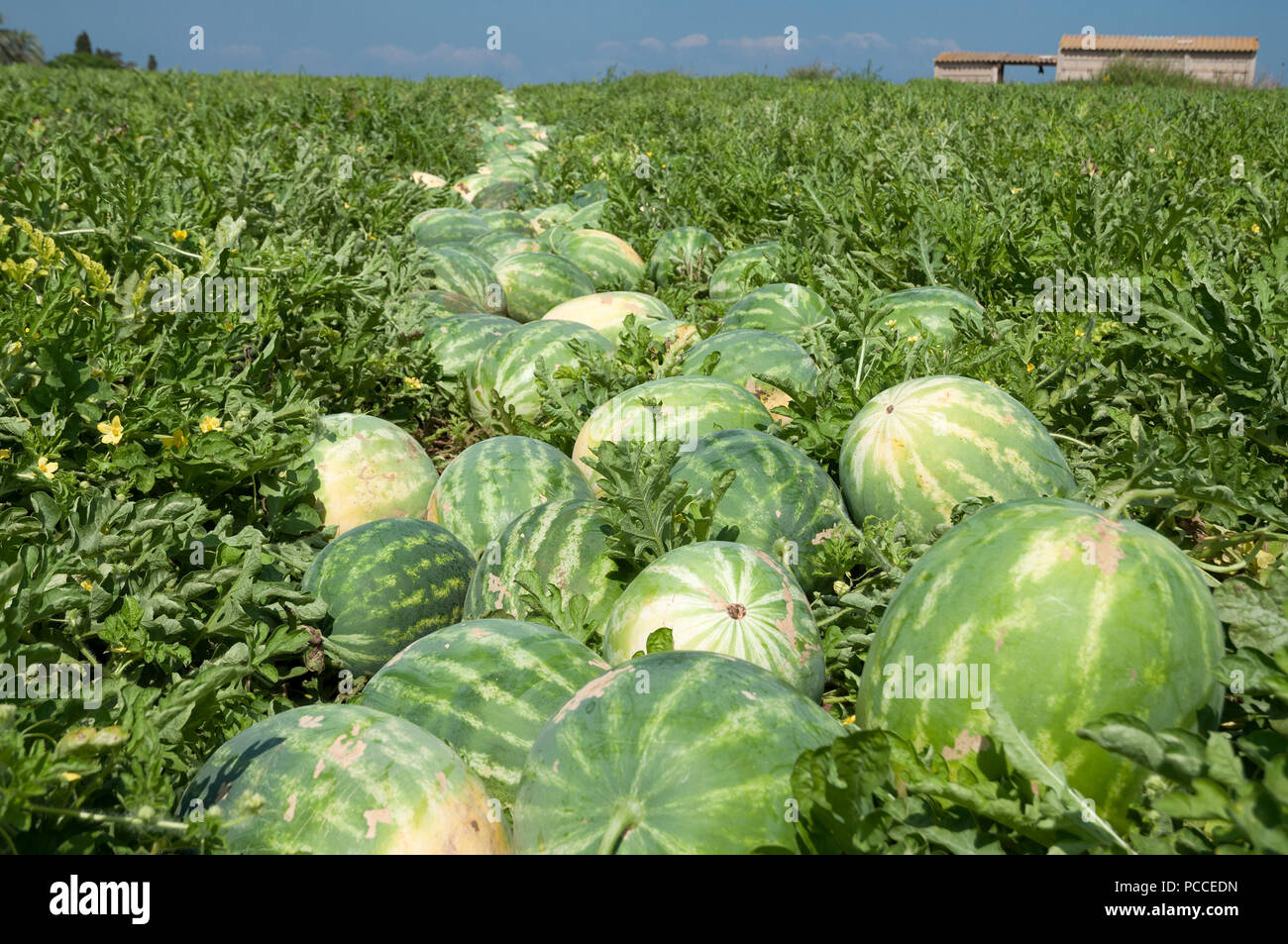 Watermelon field Stock Photo: 214175073 - Alamy