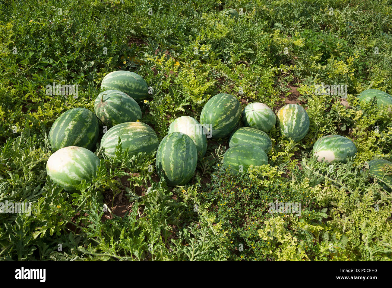 Watermelon Field Crop High Resolution Stock Photography and Images - Alamy