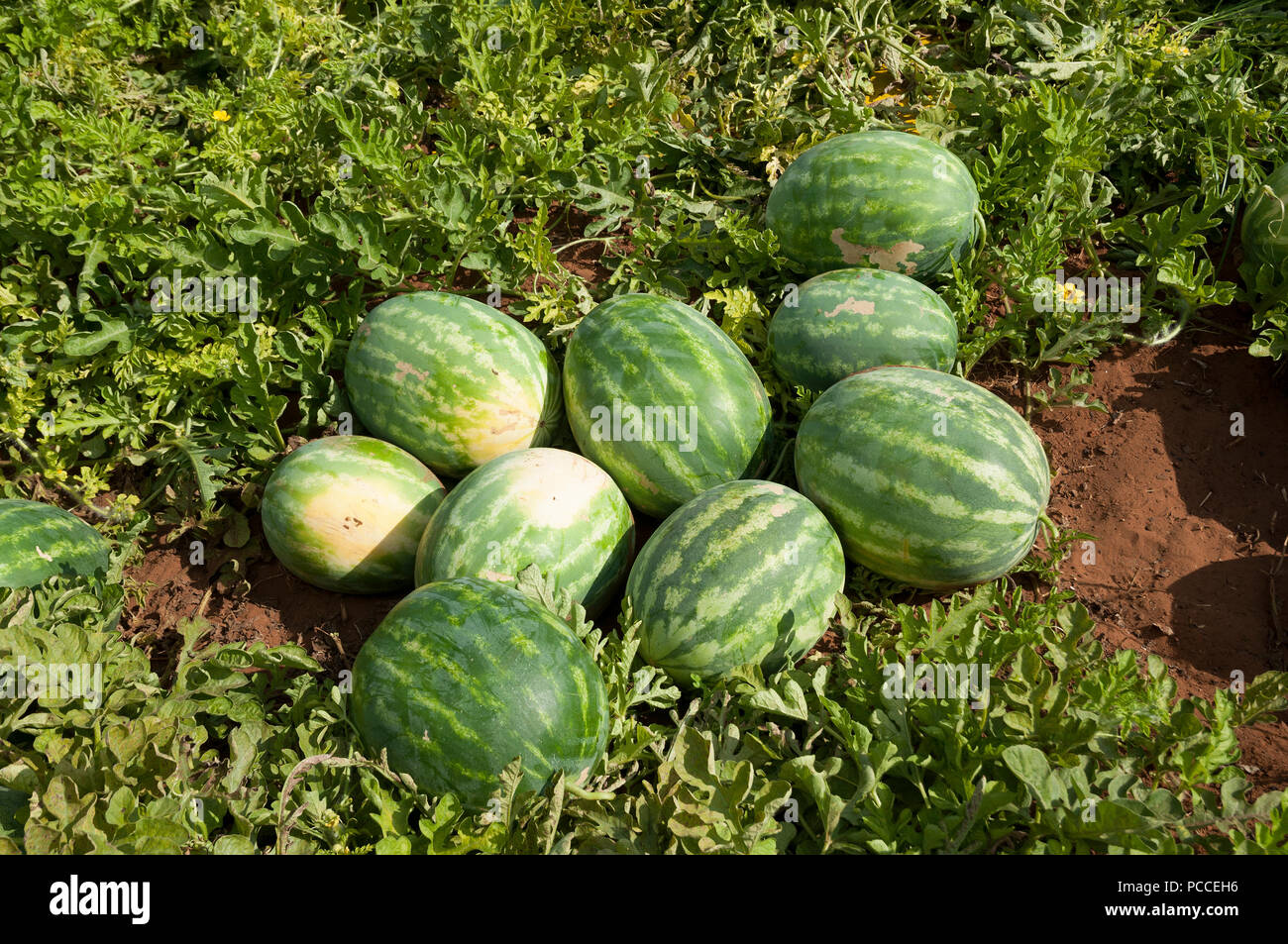 Mound watermelon hi-res stock photography and images - Alamy
