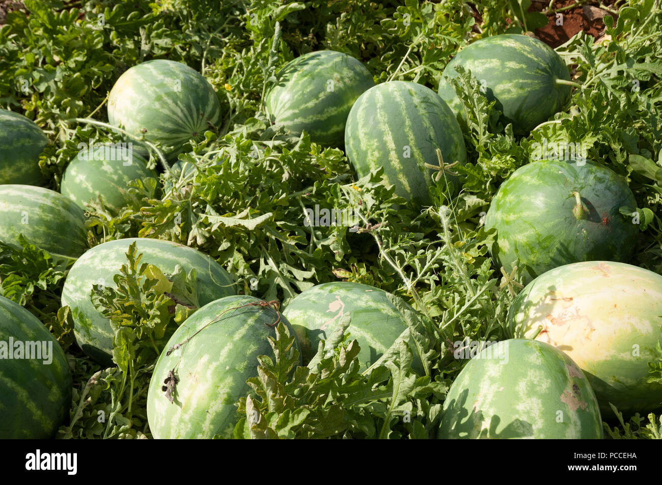 Mound watermelon hi-res stock photography and images - Alamy