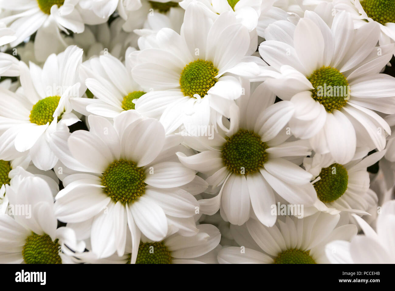White gentle soft daisy flowers. Wedding romantic concept. Floral ...