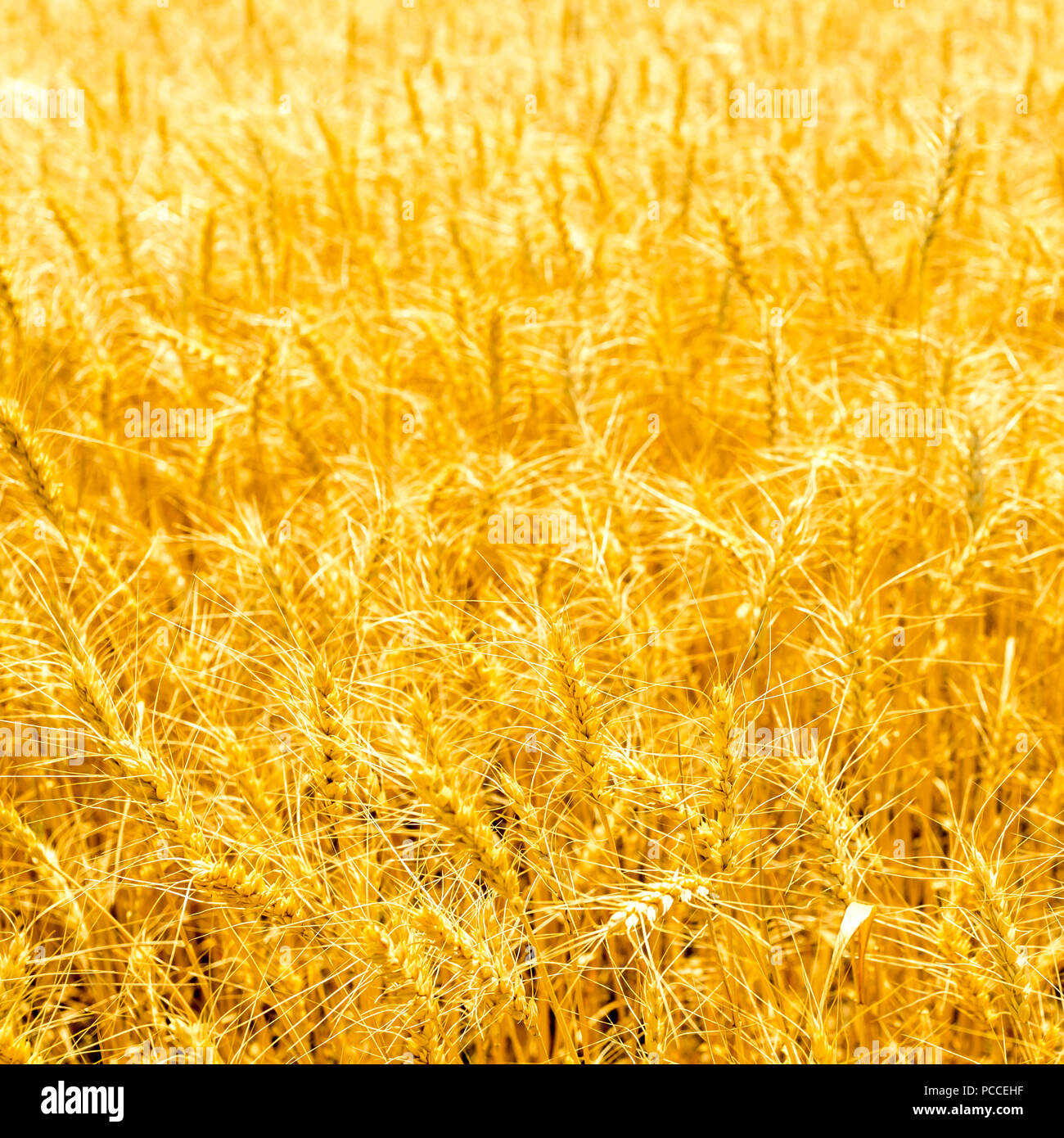 South korea wheat hi-res stock photography and images - Alamy