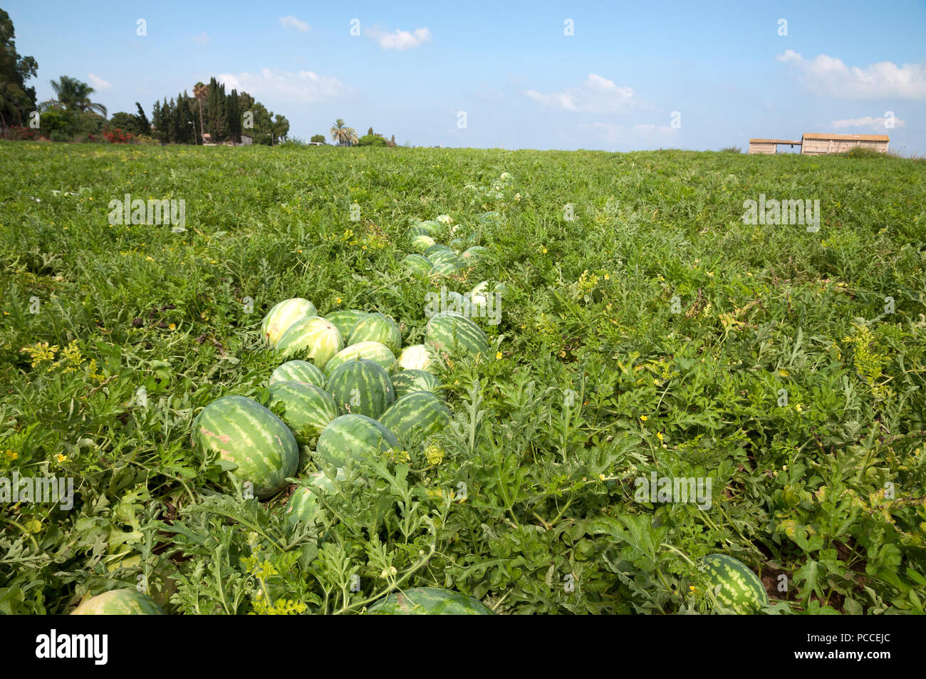 Mound watermelon hi-res stock photography and images - Alamy