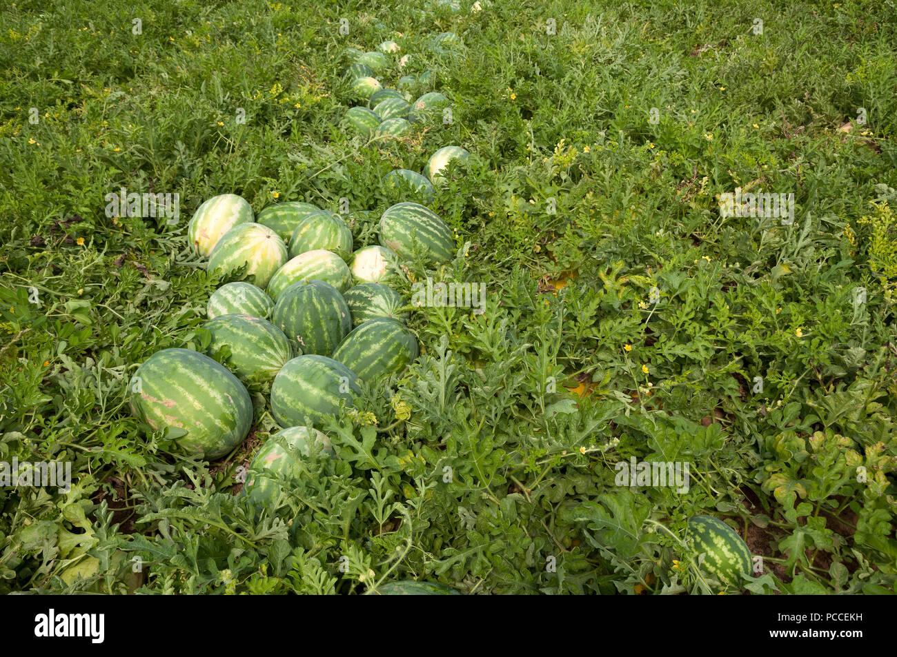 Mound watermelon hi-res stock photography and images - Alamy