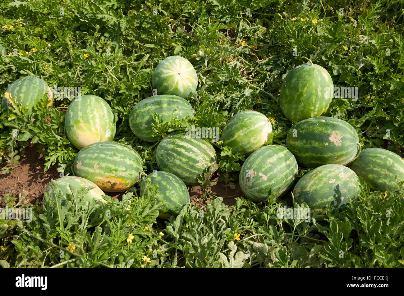 Mound watermelon hi-res stock photography and images - Alamy