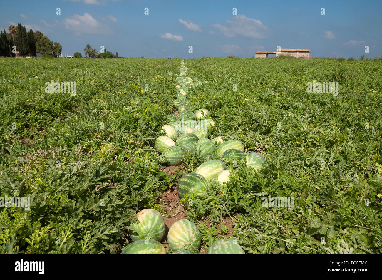 Watermelon Field High Resolution Stock Photography and Images - Alamy