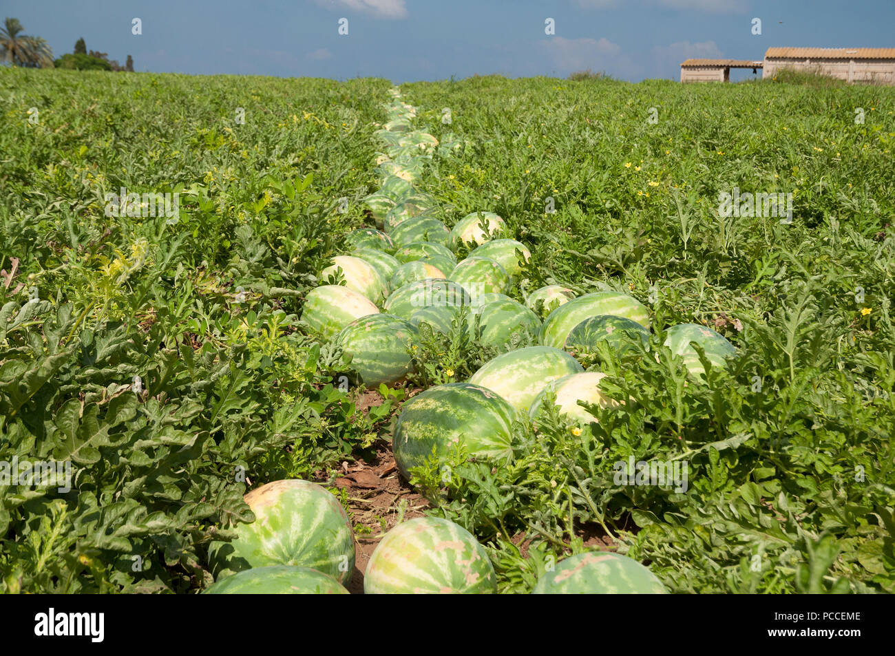 Mound watermelon hi-res stock photography and images - Alamy