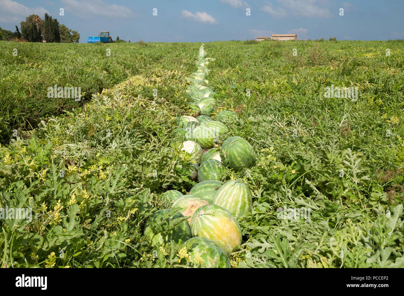 Mound watermelon hi-res stock photography and images - Alamy