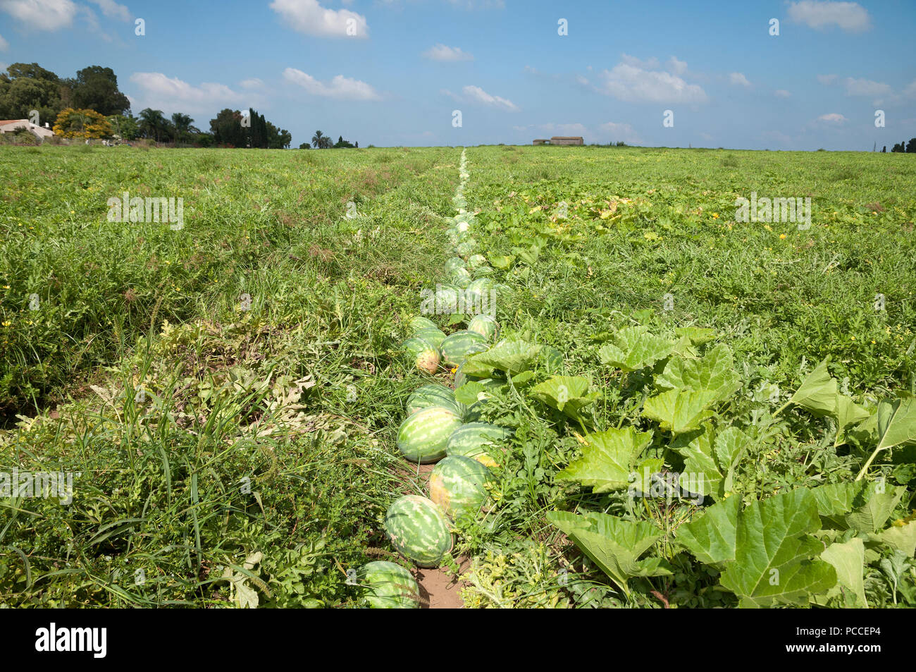 Watermelon field hi-res stock photography and images - Alamy