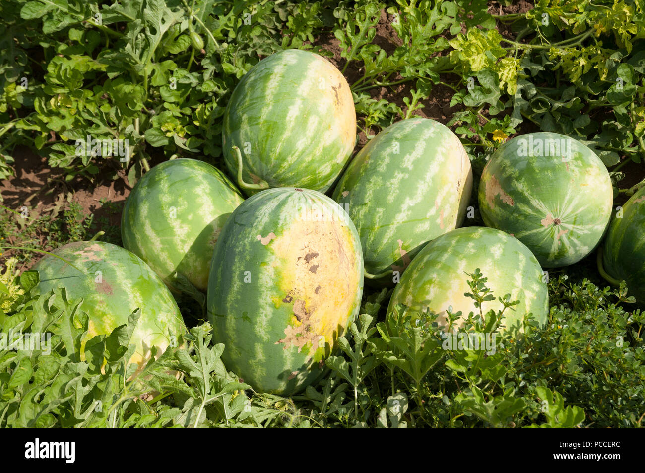 Mound watermelon hi-res stock photography and images - Alamy