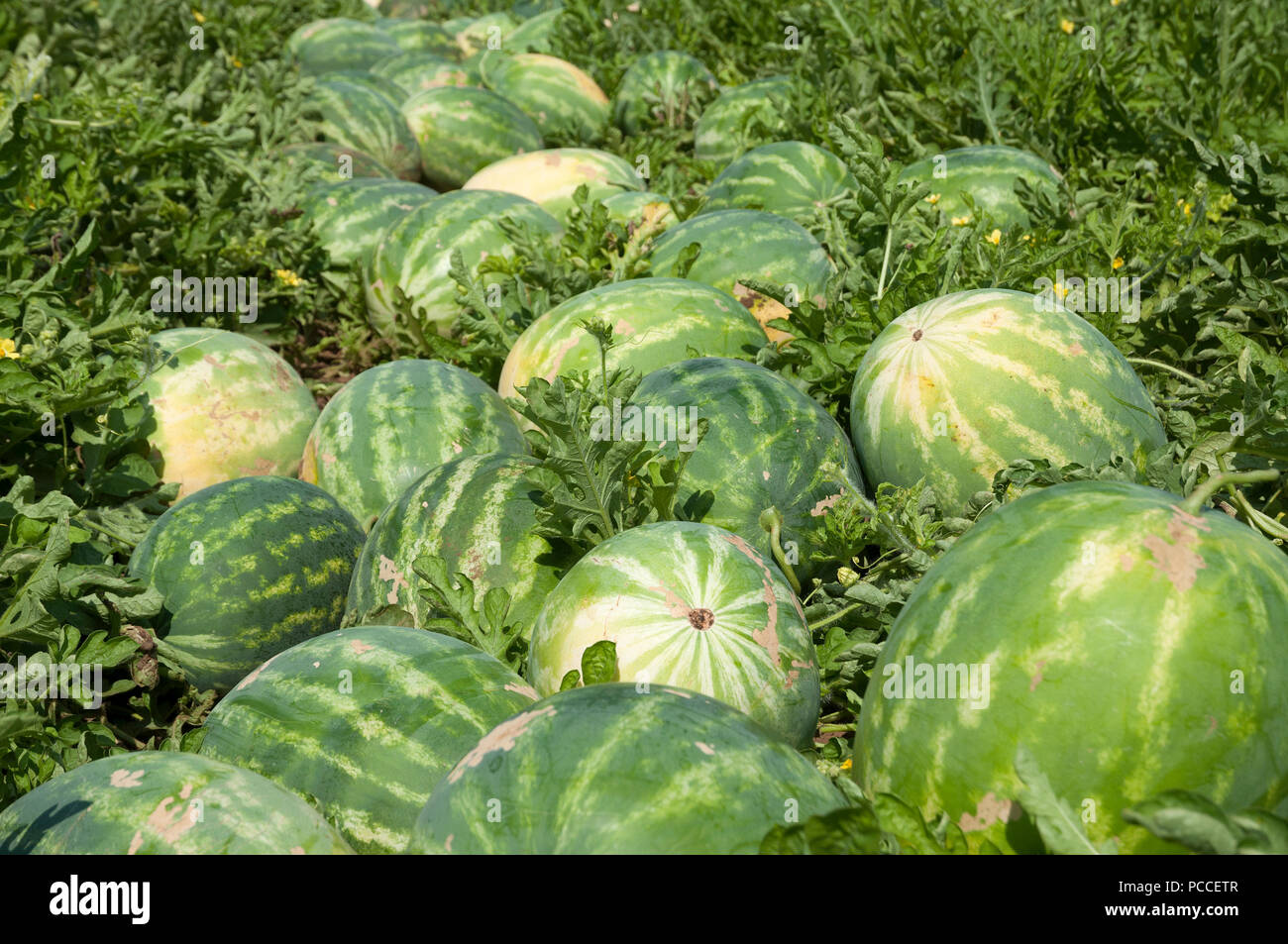 Mound watermelon hi-res stock photography and images - Alamy