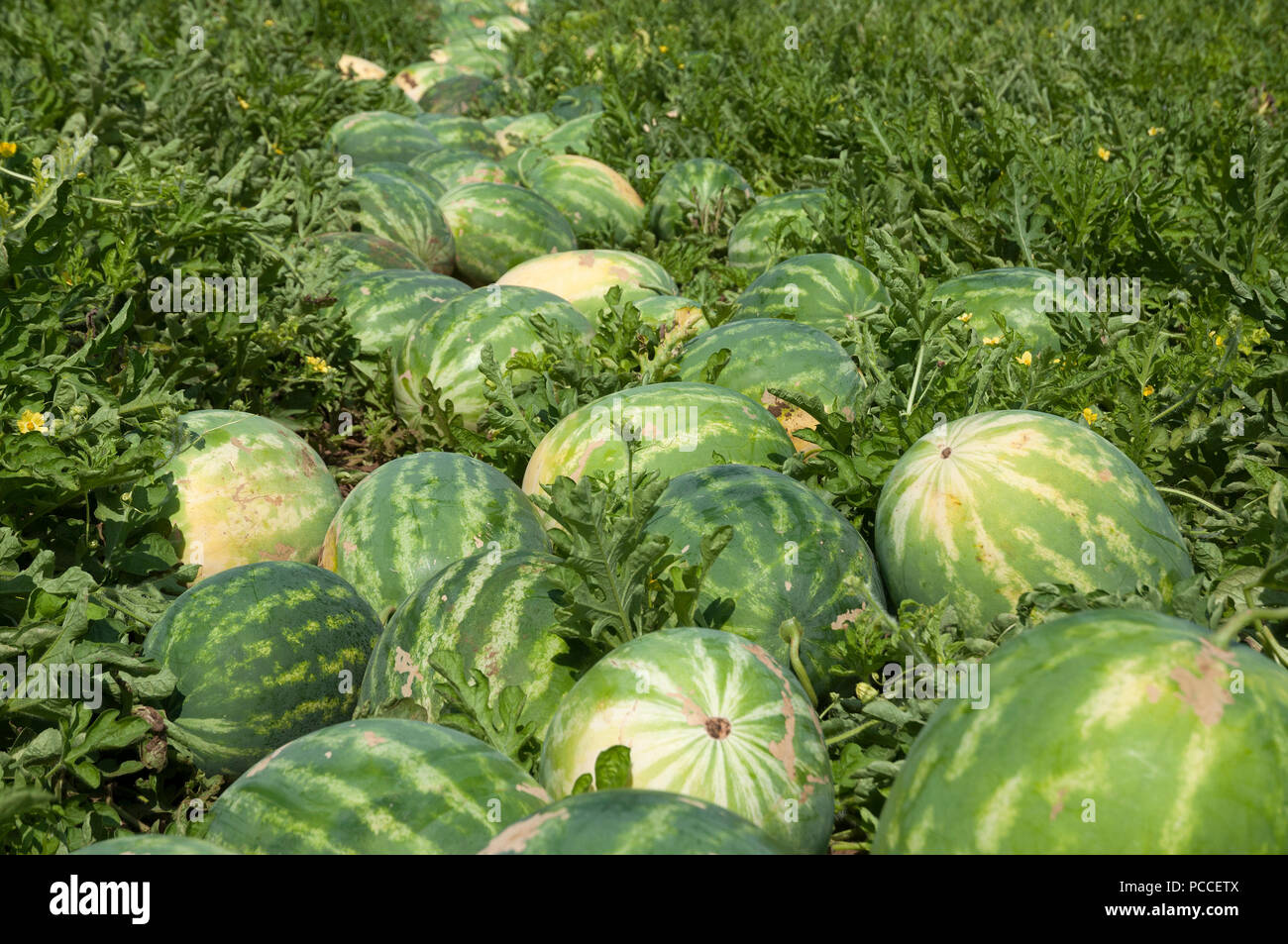 Watermelon Field Crop High Resolution Stock Photography and Images - Alamy