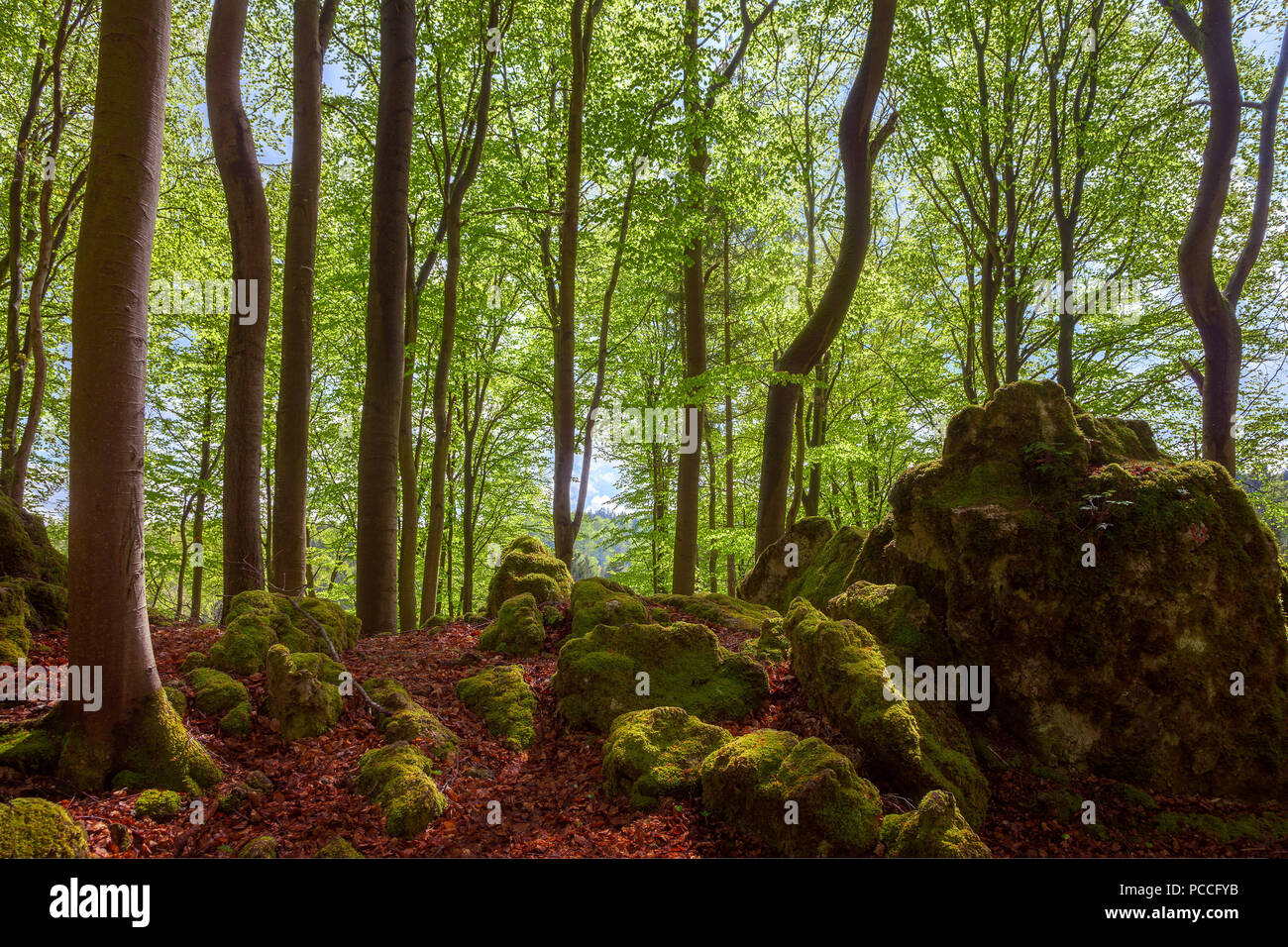 Forestwallpaper hi-res stock photography and images - Alamy