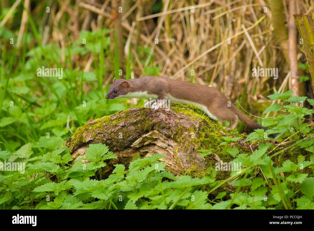 A small brown stoat hunting for food in a lush green and damp forest ...