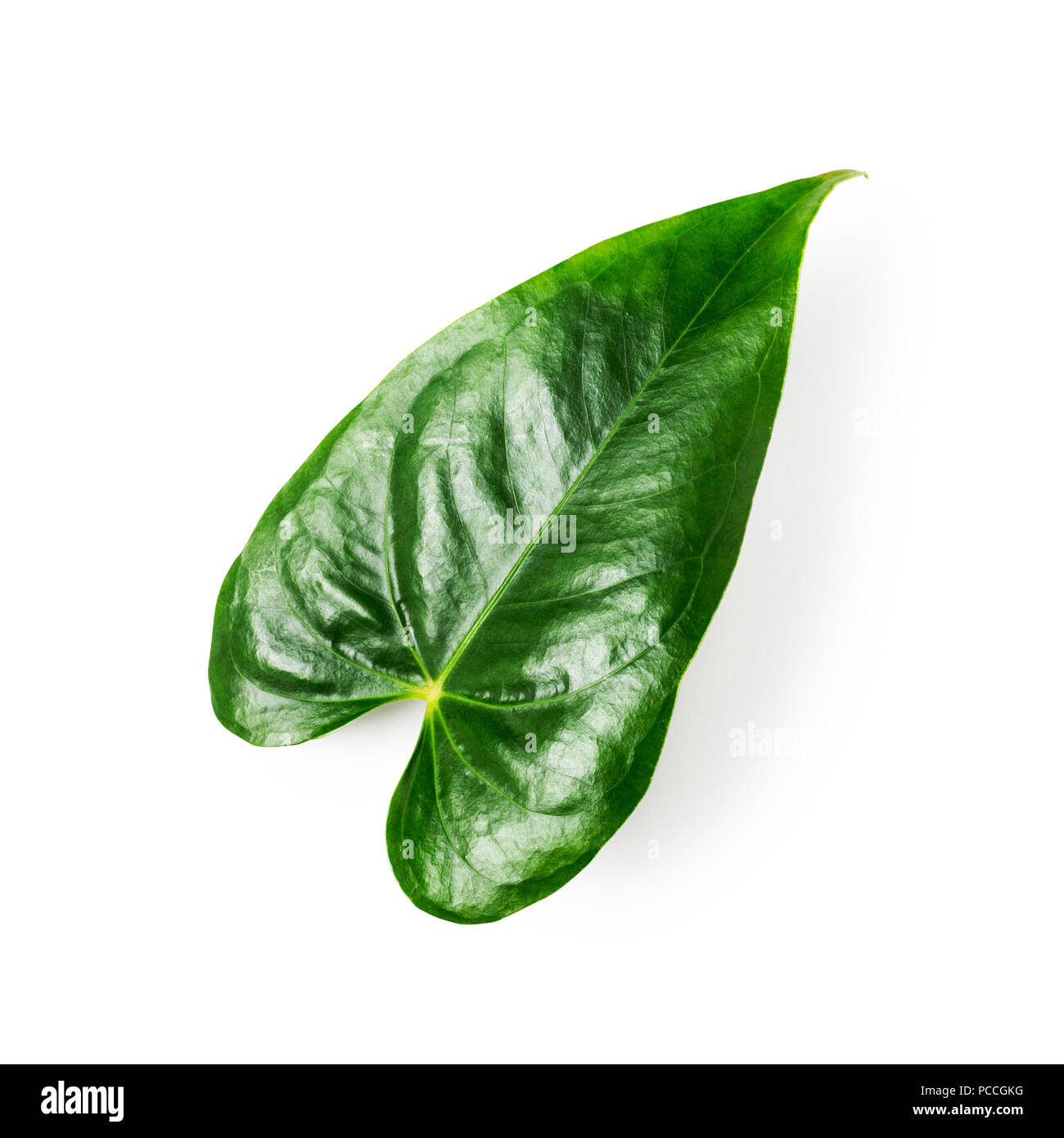 Green leaf of flamingo flower, anthurium tropical plant isolated on ...