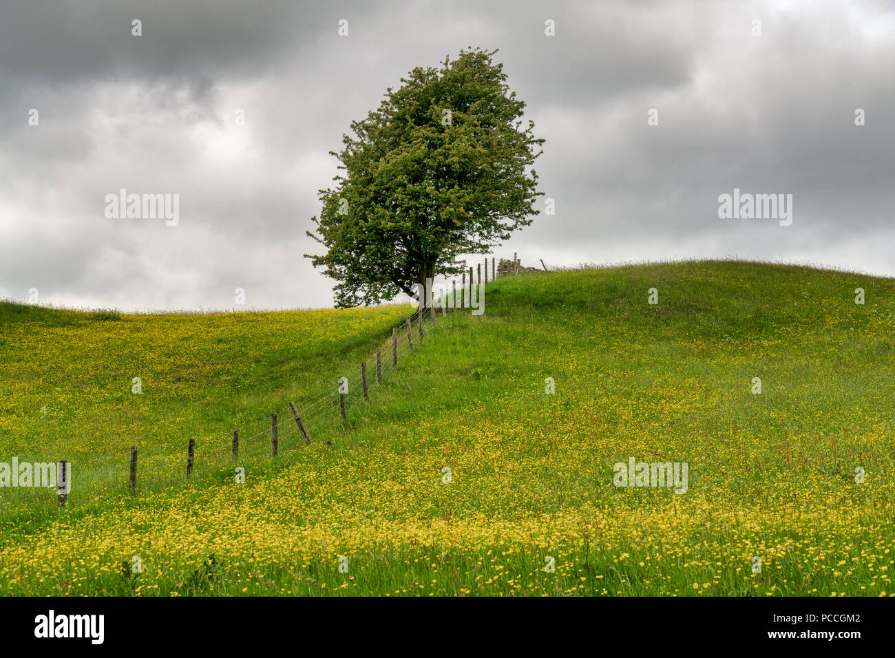 Tree filled field hi-res stock photography and images - Alamy