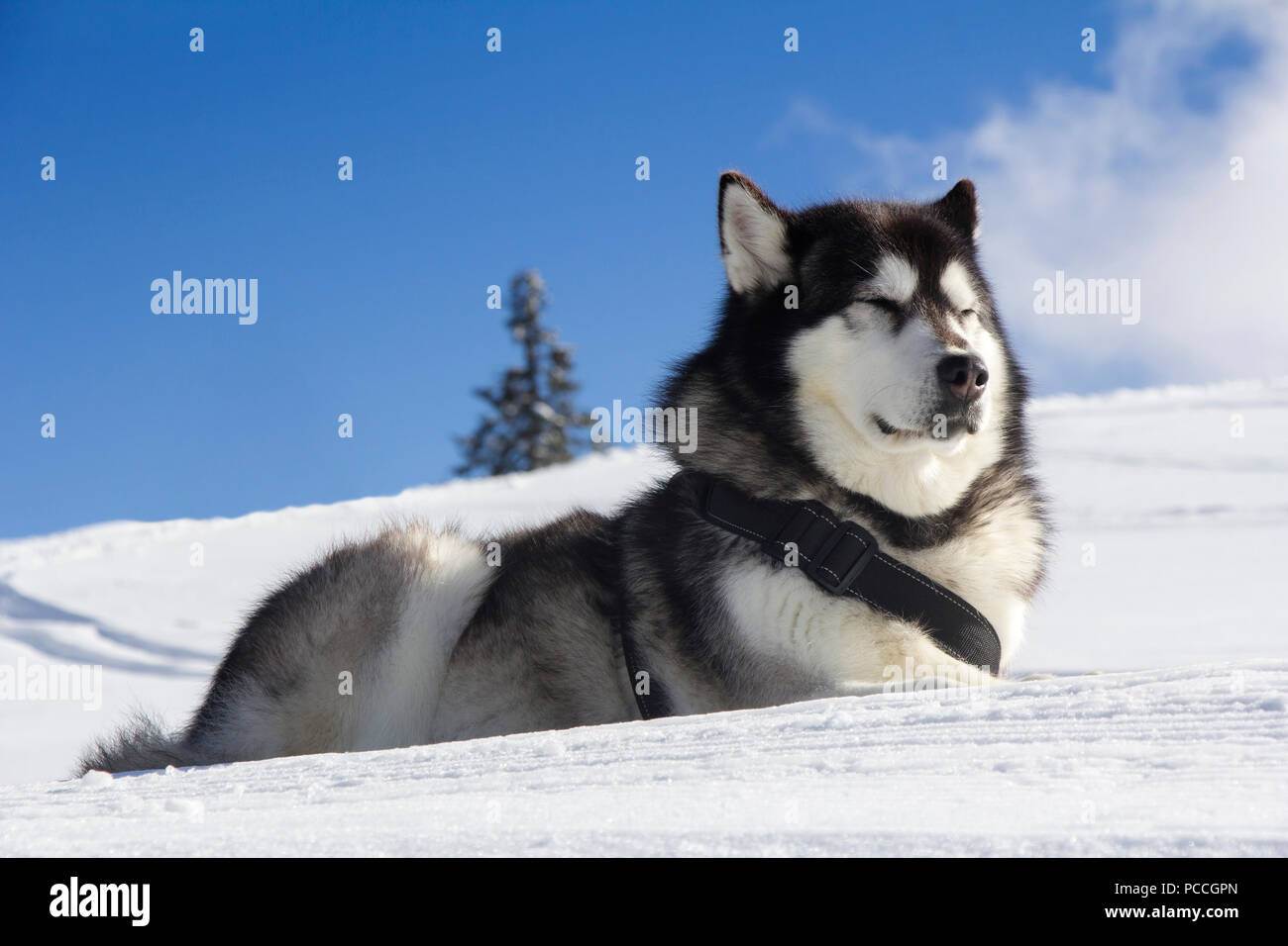 Dog husk outdoors lies on the snow Stock Photo - Alamy