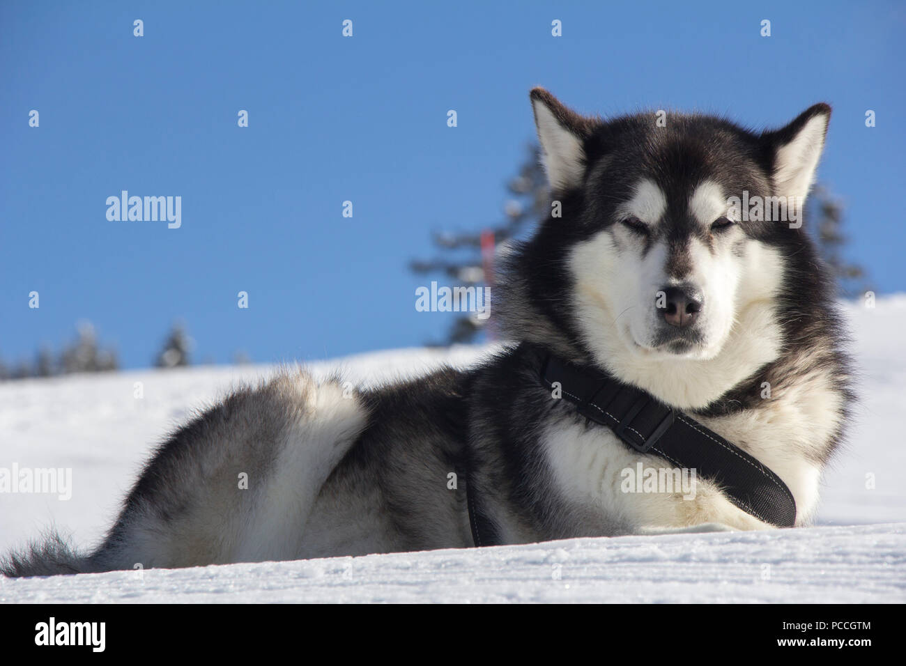 Dog husk outdoors lies on the snow Stock Photo - Alamy